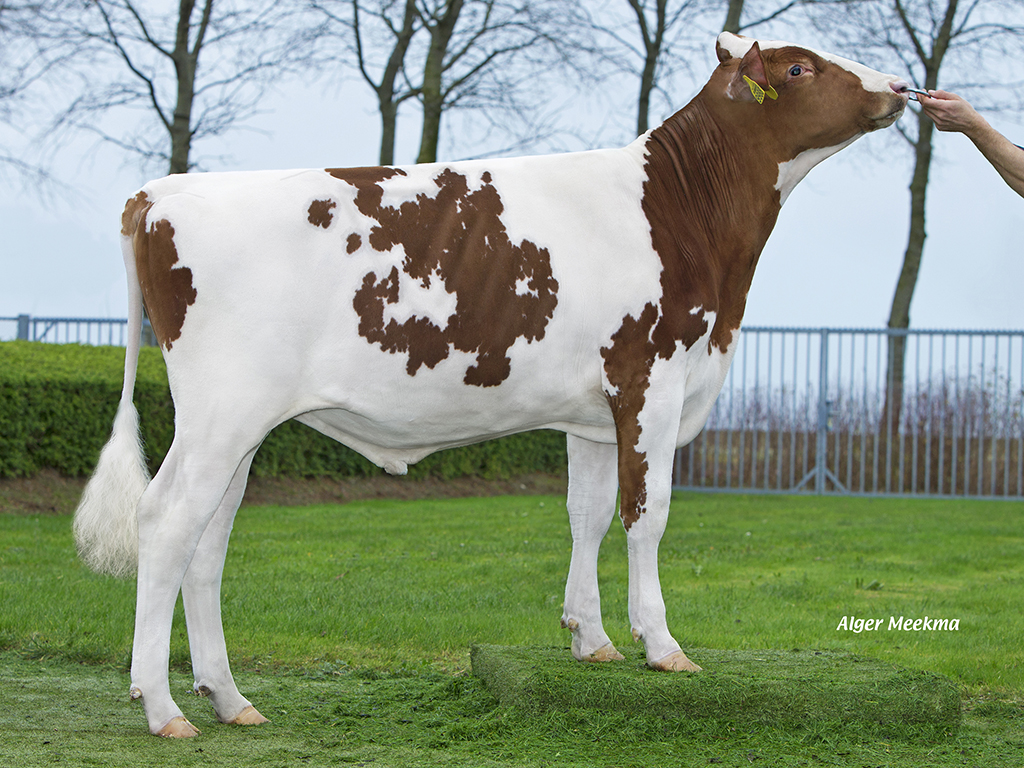 Red Holstein Bull